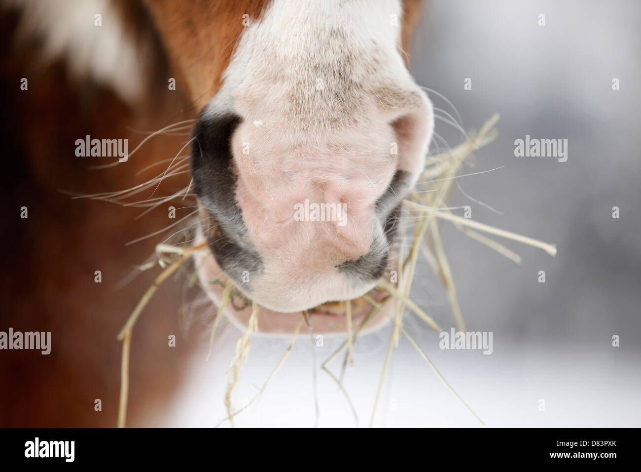 Cheval pinto hi-res stock photography and images - Alamy