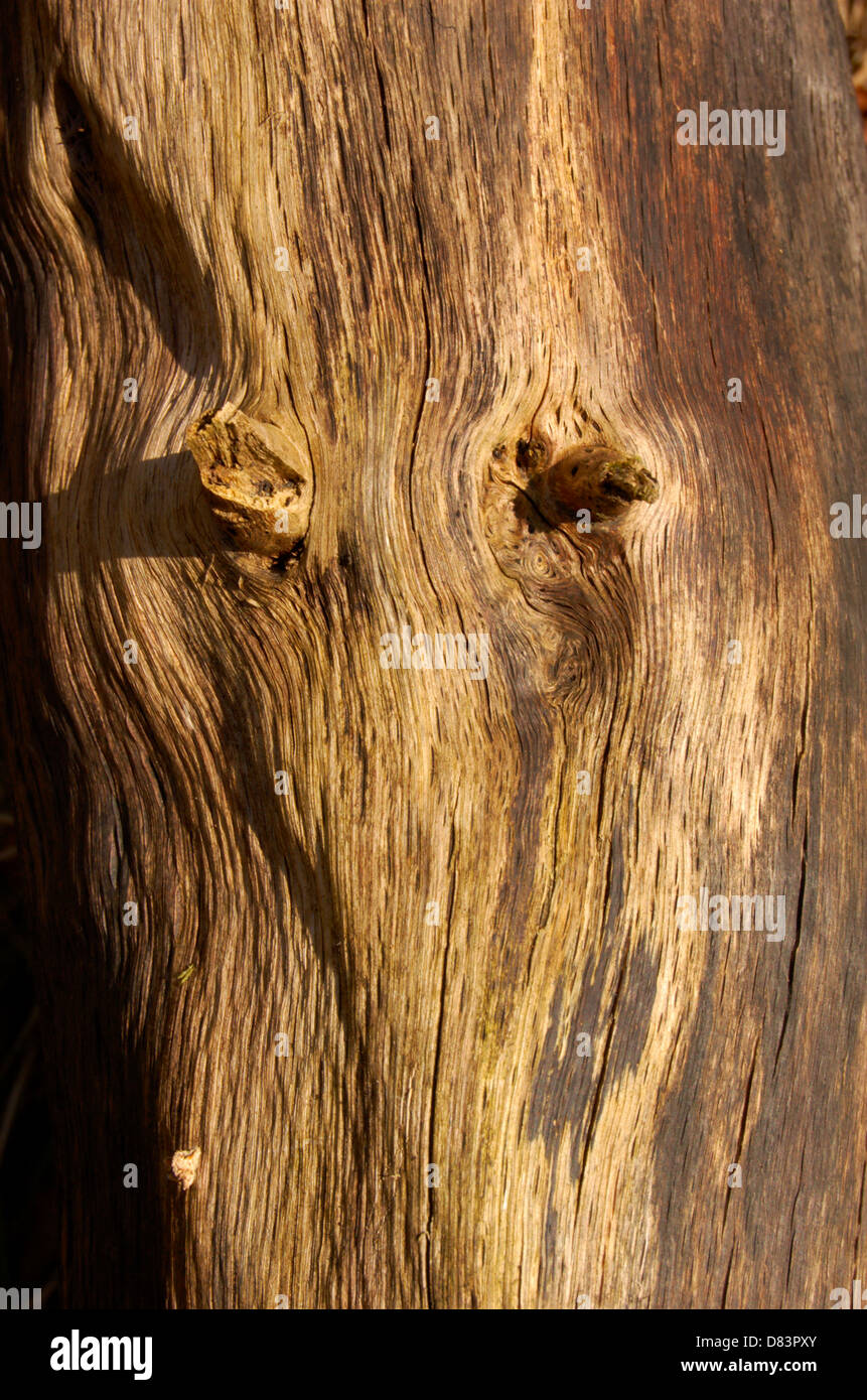 Dead tree log stump hi-res stock photography and images - Alamy
