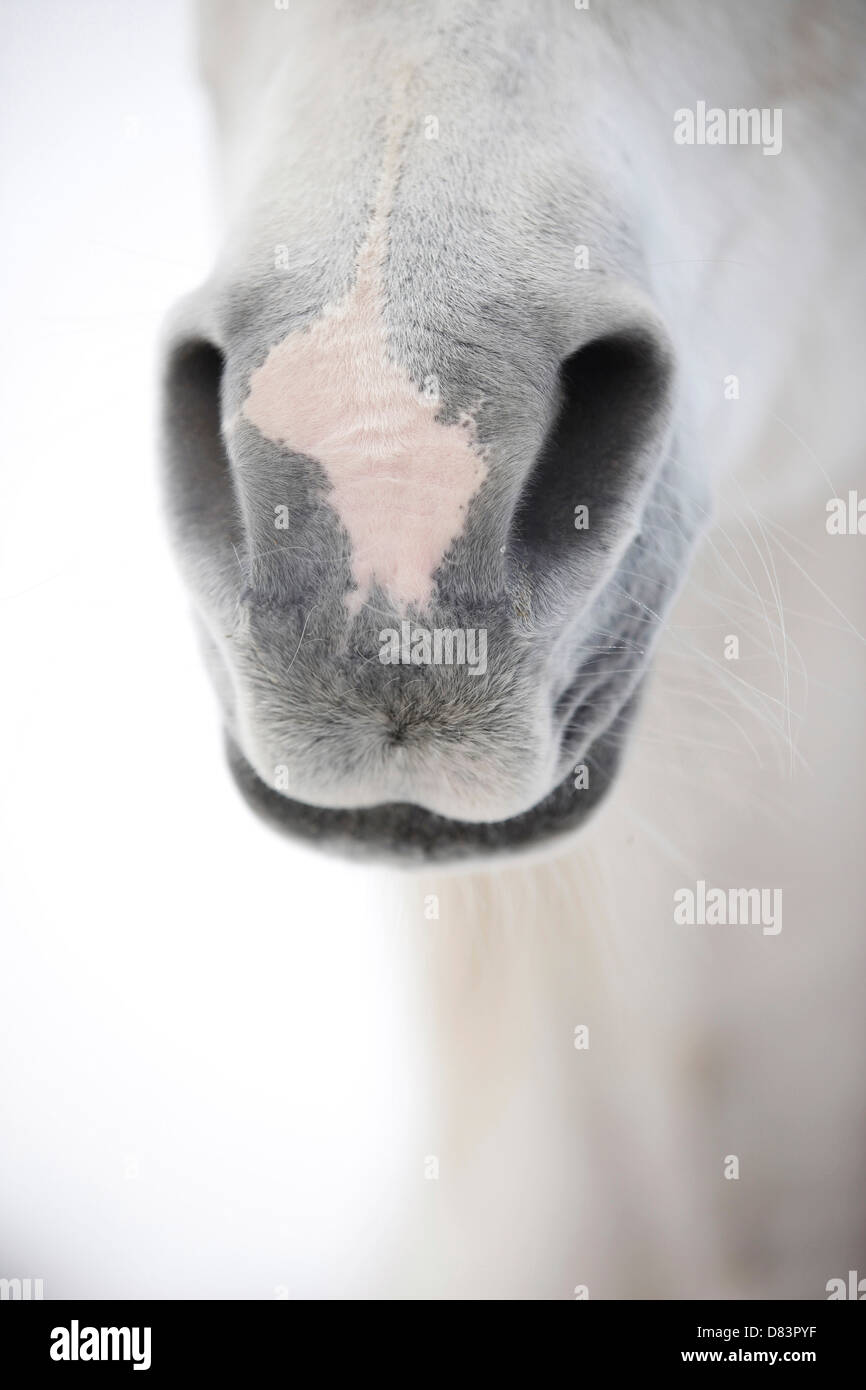 Arabian horse mouth hi-res stock photography and images - Alamy