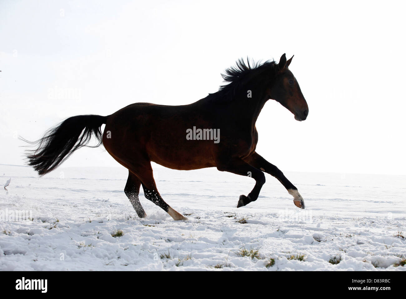 Running horses outlines hi-res stock photography and images - Alamy