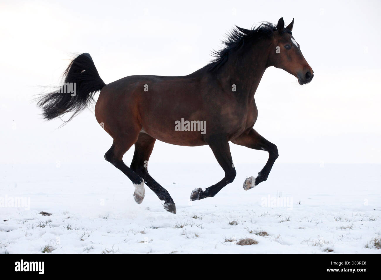 Trakehner horse snow hi-res stock photography and images - Alamy