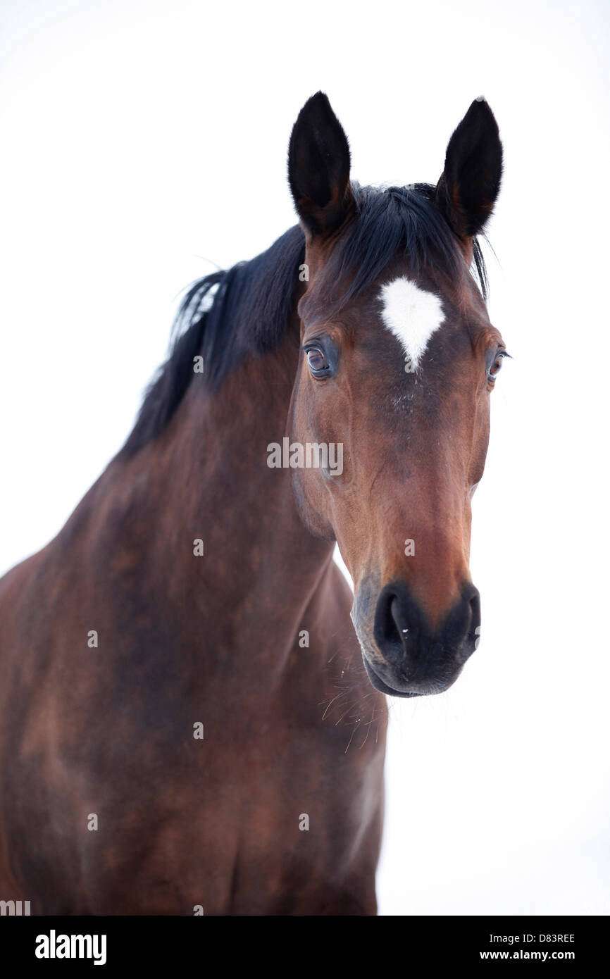 Trakehner horse hi-res stock photography and images - Alamy