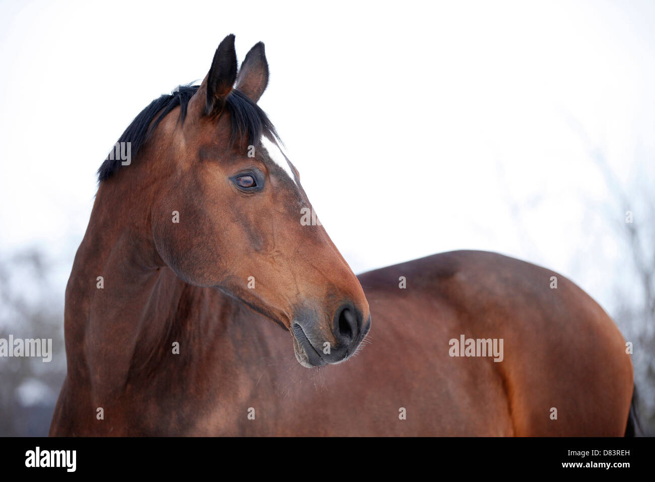 Trakehner horse hi-res stock photography and images - Alamy