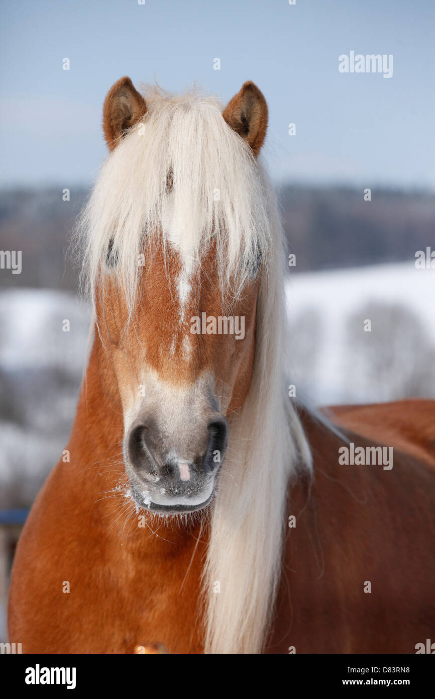 Little pony horse hi-res stock photography and images - Alamy