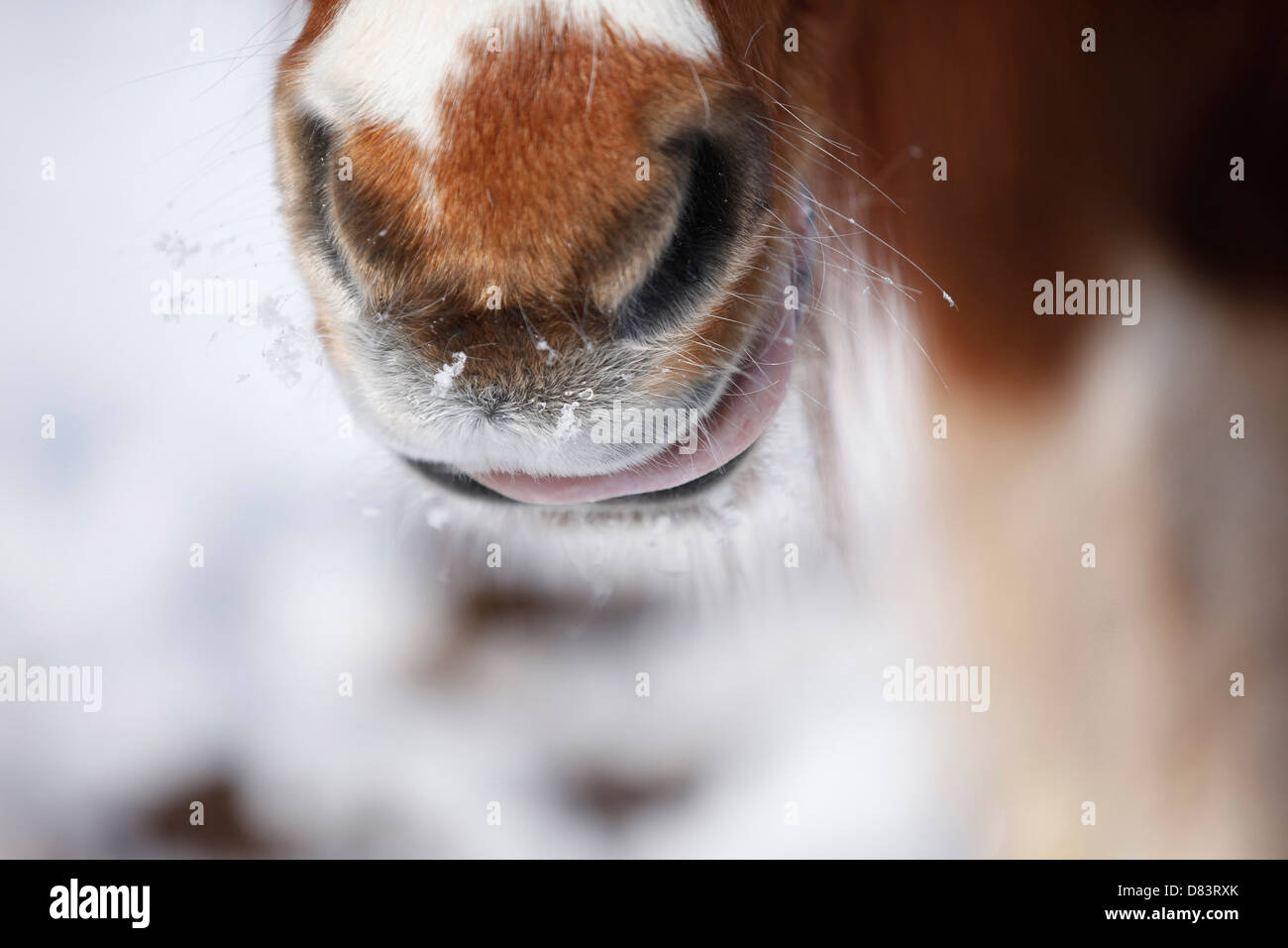 Pony nose hi-res stock photography and images - Alamy