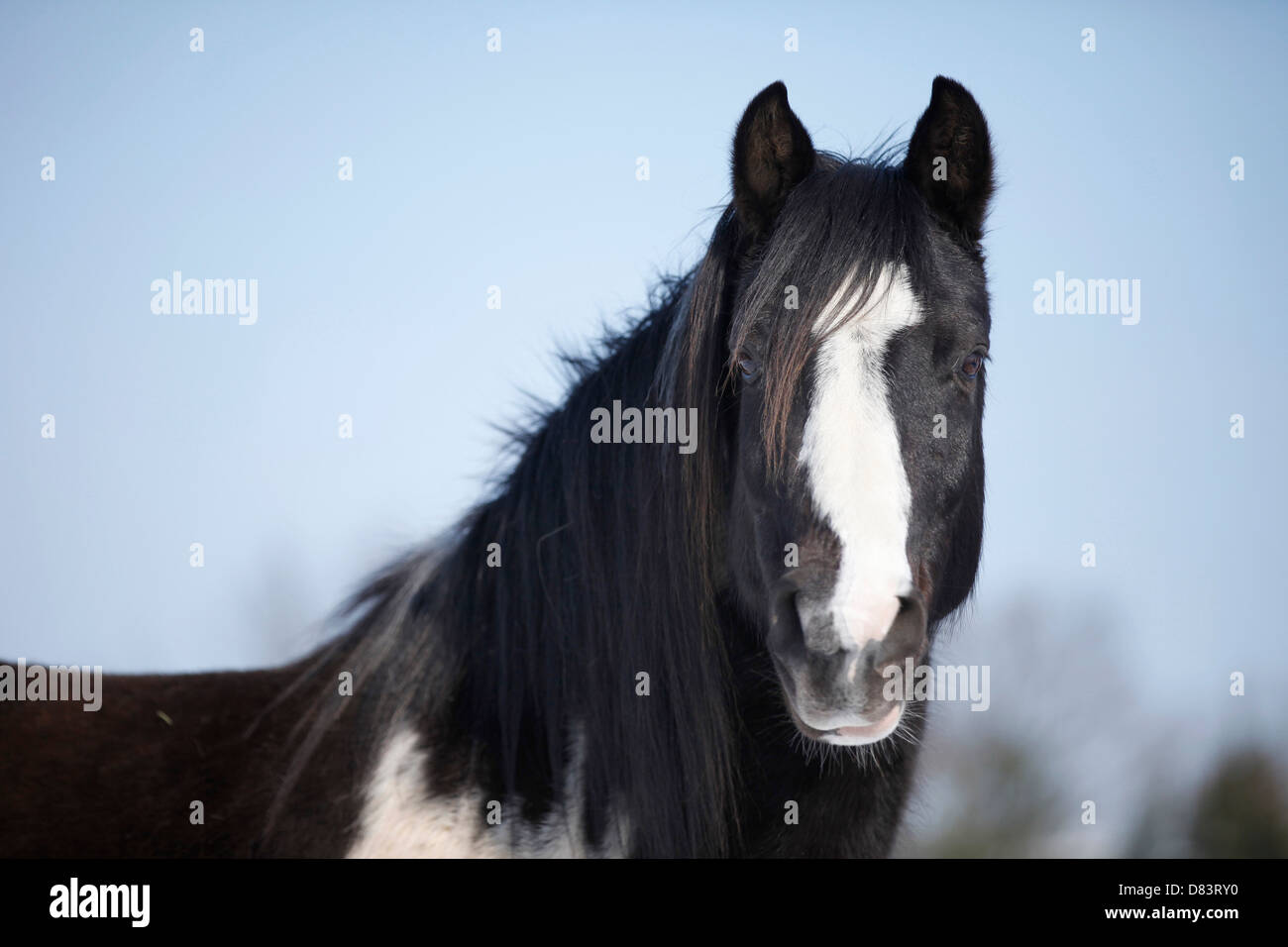 Free pony hi-res stock photography and images - Alamy