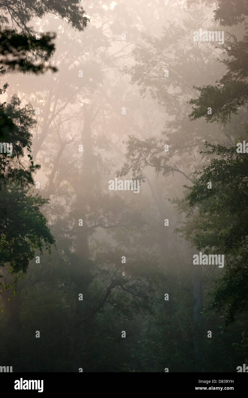 Morning mist rises in forest, nature background Stock Photo - Alamy