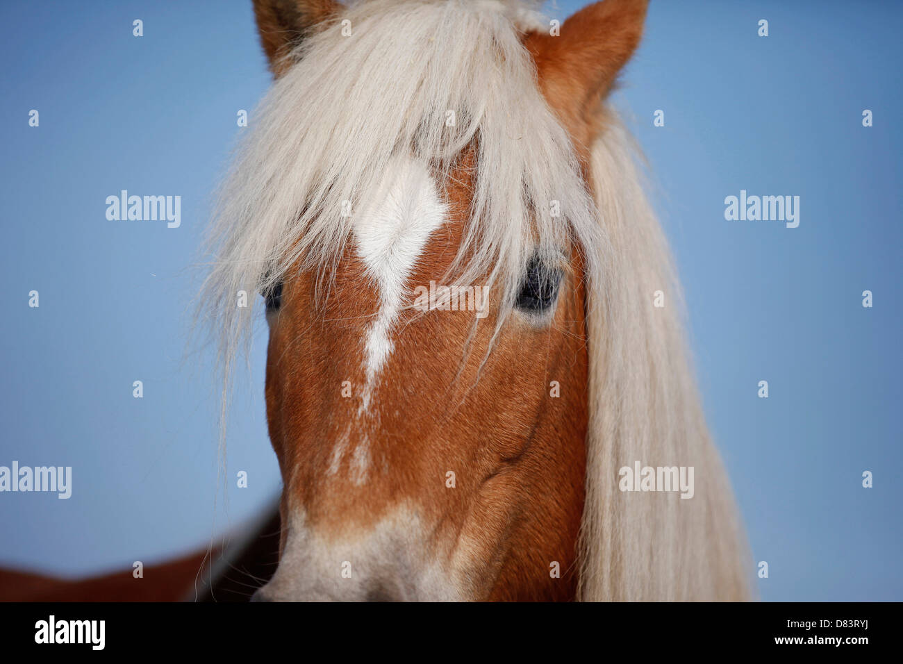 Female pony hi-res stock photography and images - Alamy