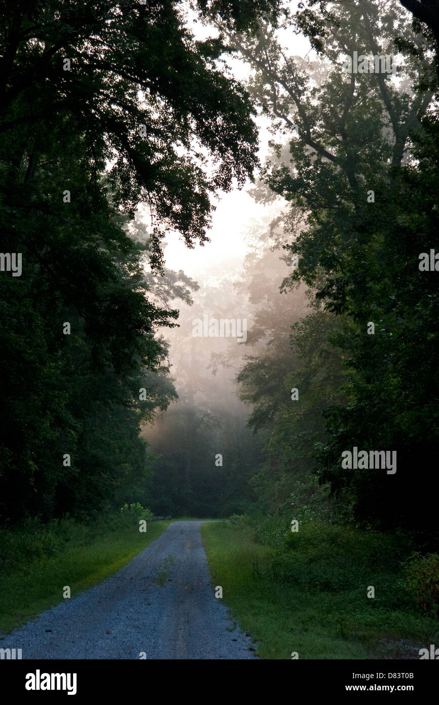 Dirt road through mist and woods, Great Dismal Swamp, Virginia, USA ...