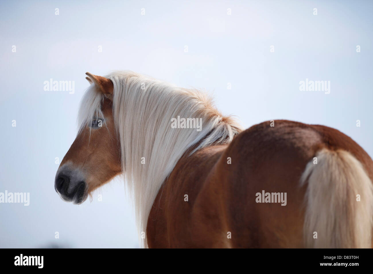 Female pony hi-res stock photography and images - Alamy