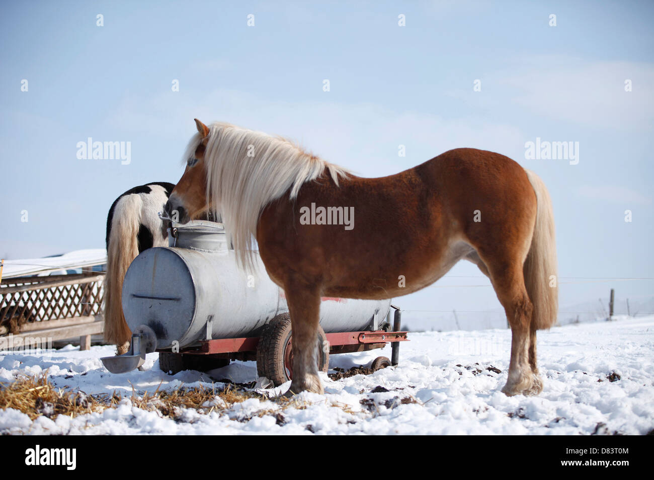 Female pony hi-res stock photography and images - Alamy