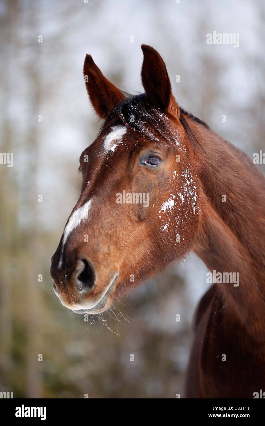 Westphalian horse hi-res stock photography and images - Alamy