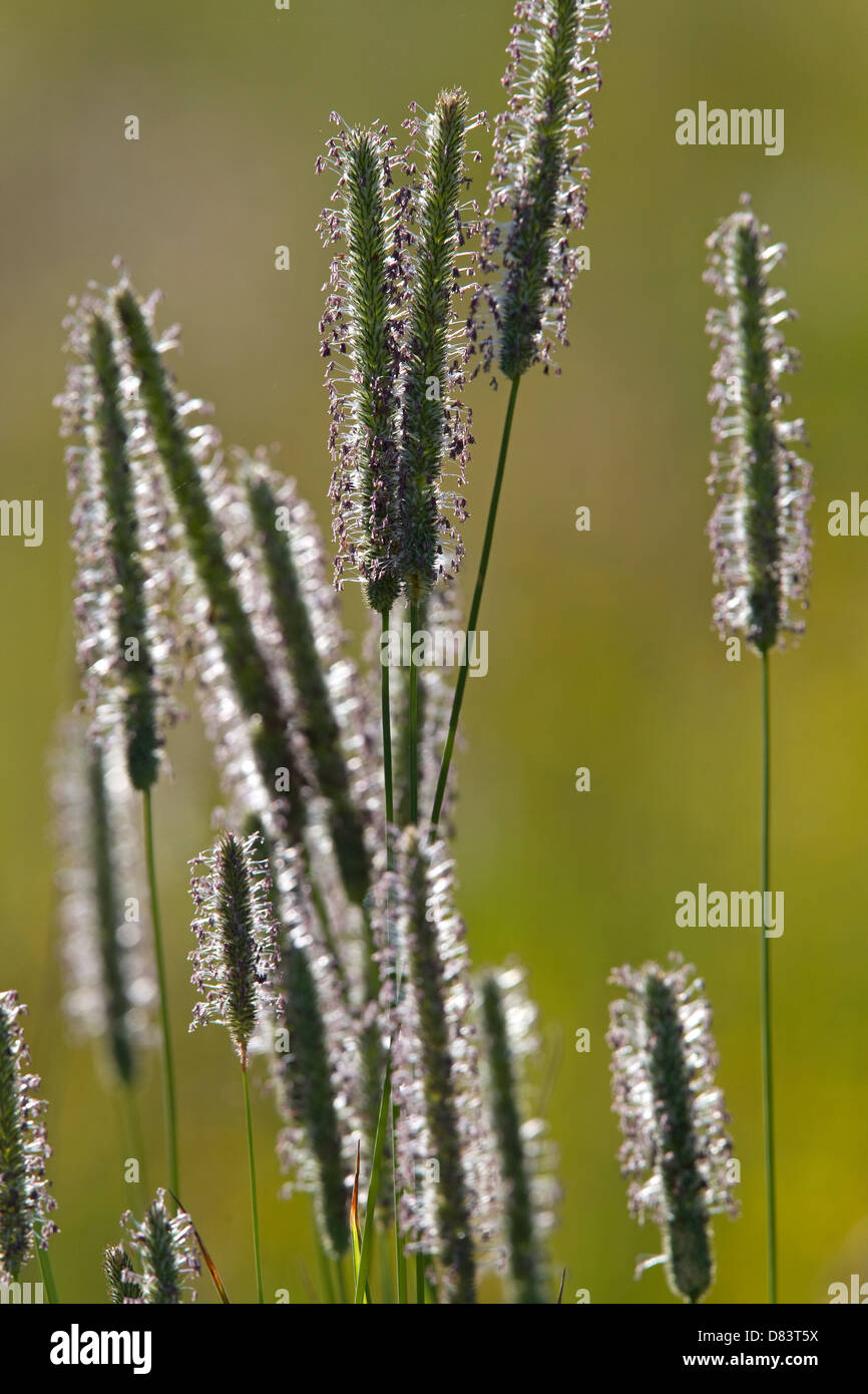 Closeup of tall foxtail grass inflorescence in sunshine Stock Photo - Alamy