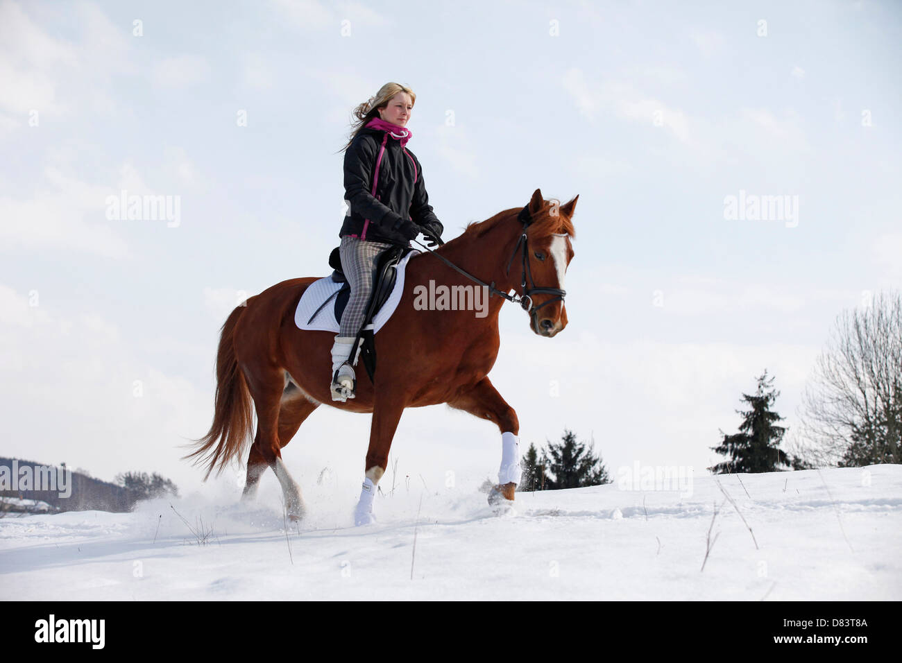 Trot pony hi-res stock photography and images - Alamy