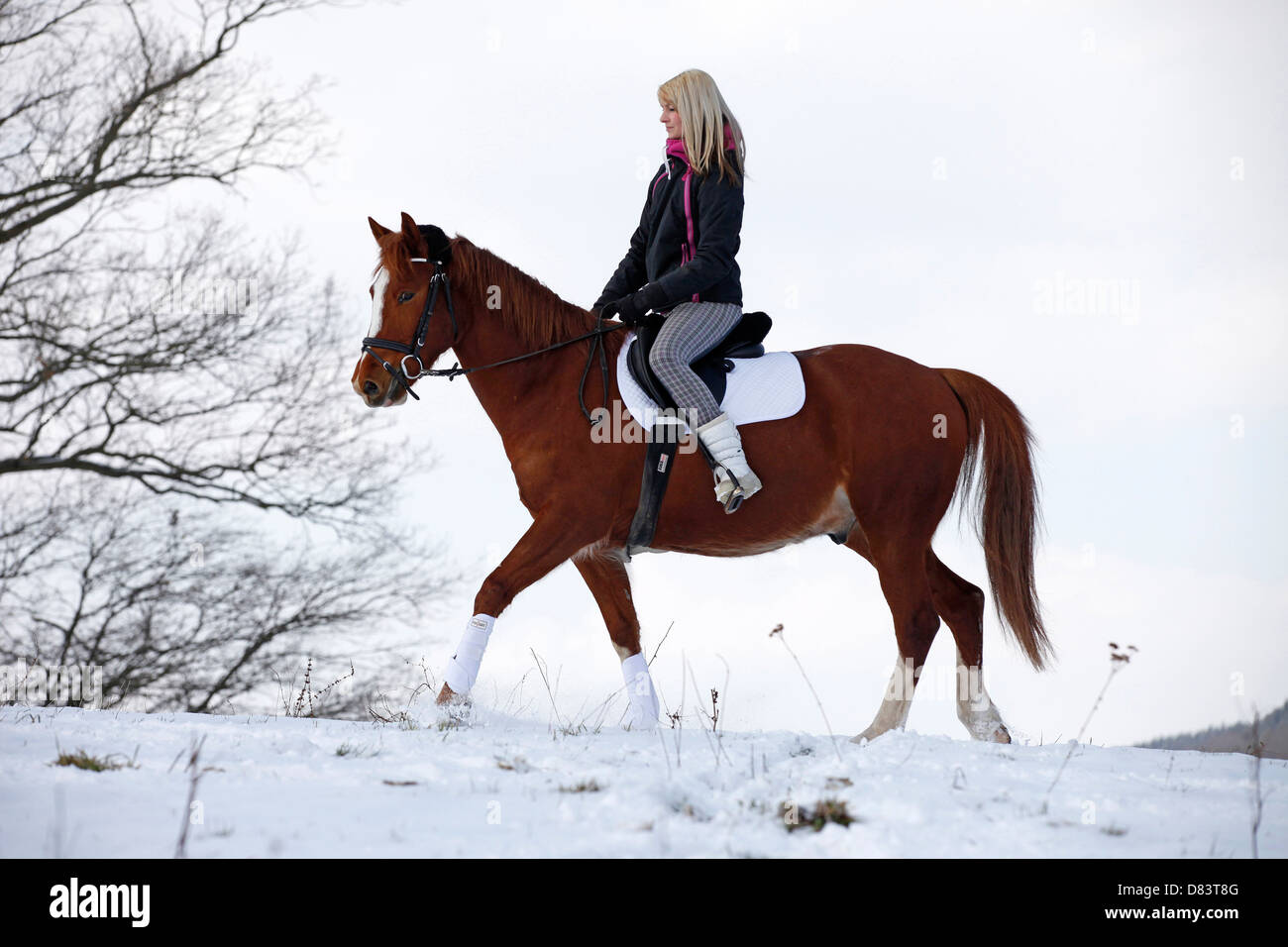 Animal female people woman ponies pony horse rider riding hi-res stock ...