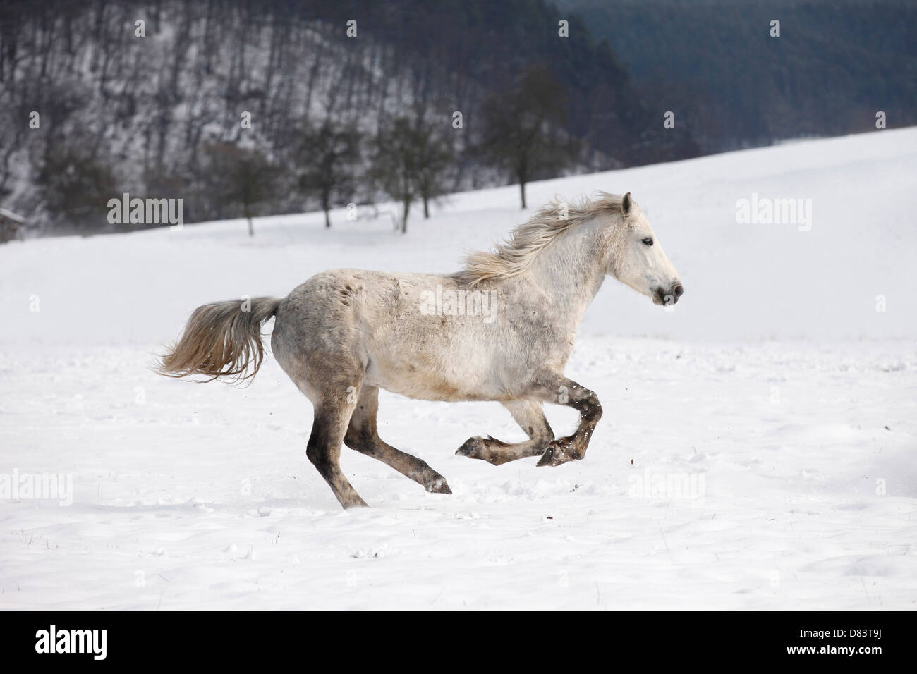 Grey pony hi-res stock photography and images - Alamy