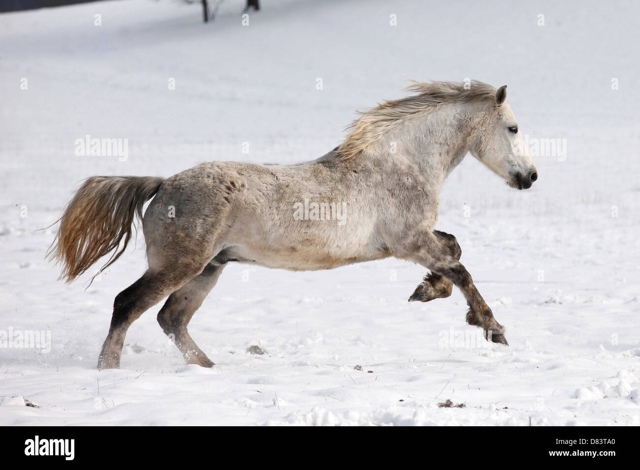 Pony movement hi-res stock photography and images - Alamy