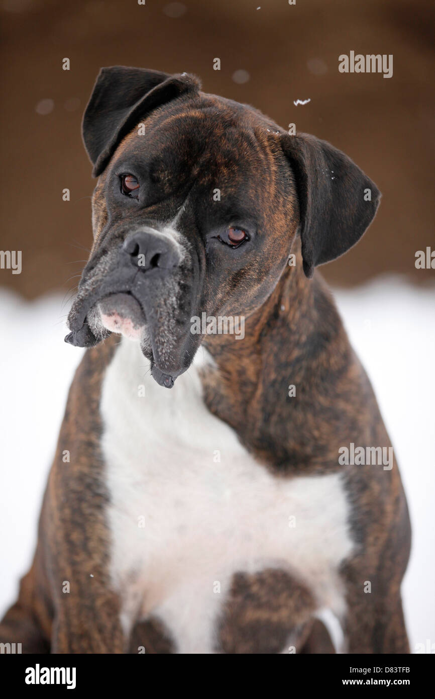 Boxers head hi-res stock photography and images - Alamy