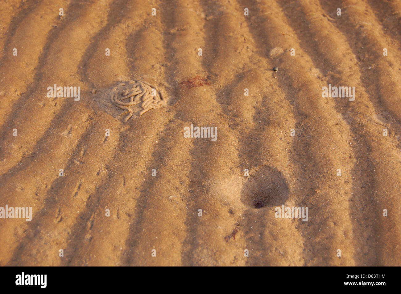 Lugworm cast on Craigendoran Beach on the Firth of Clyde, Scotland ...