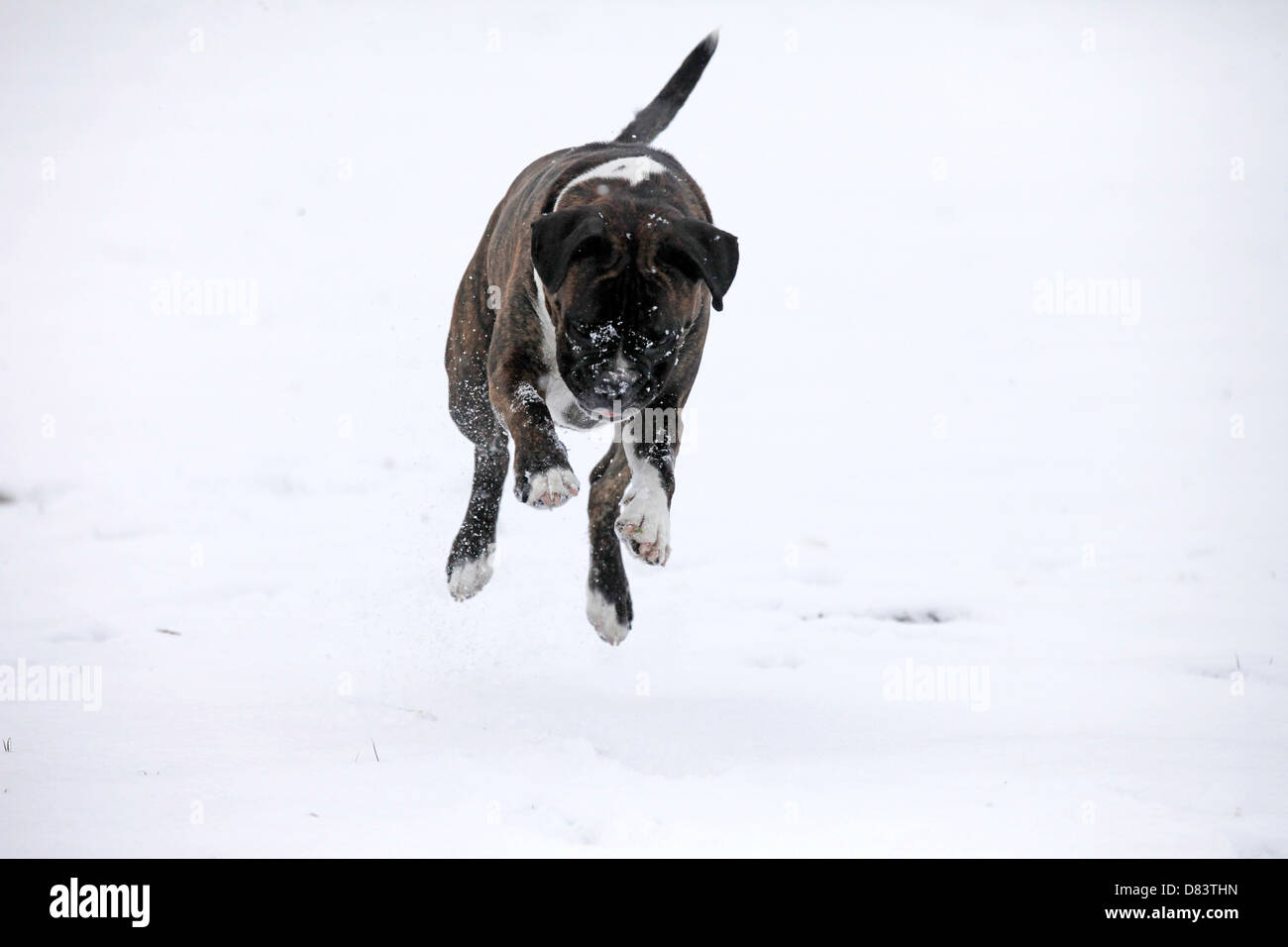 Boxer hi-res stock photography and images - Alamy