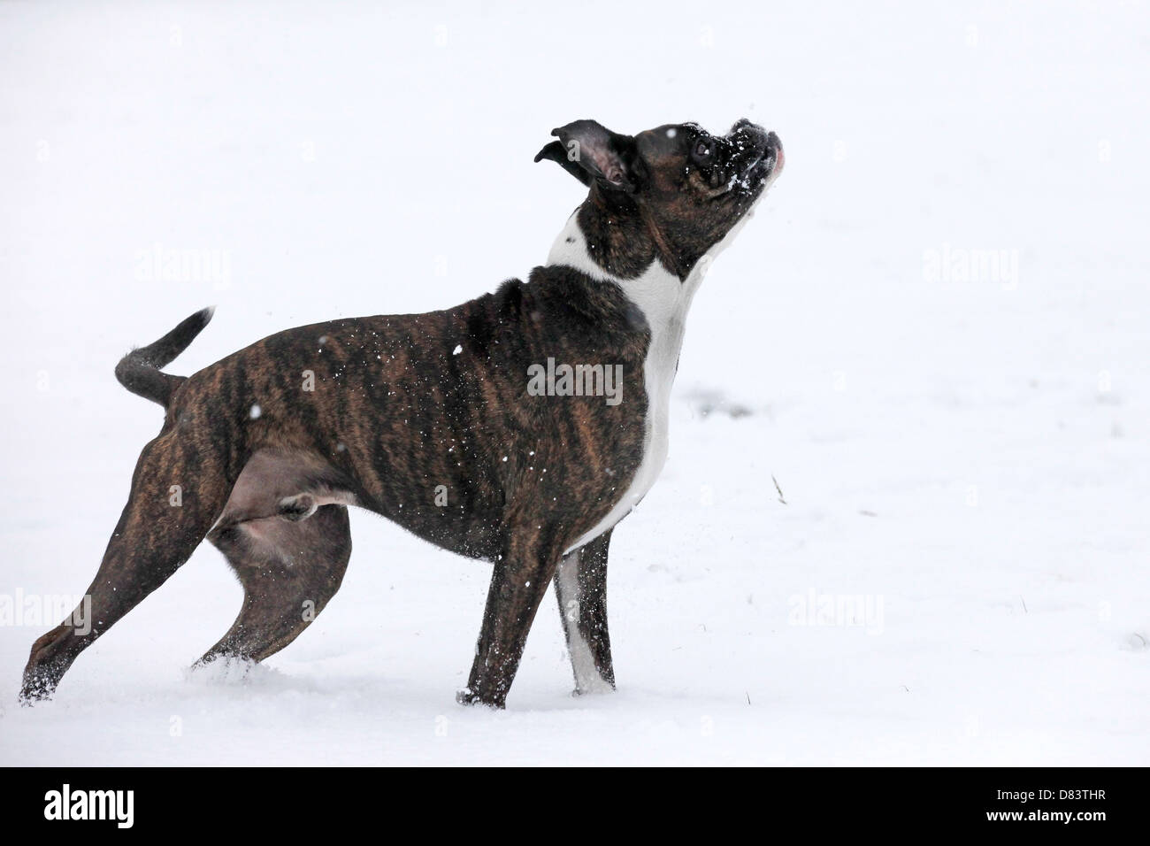 Brindle boxer hi-res stock photography and images - Alamy