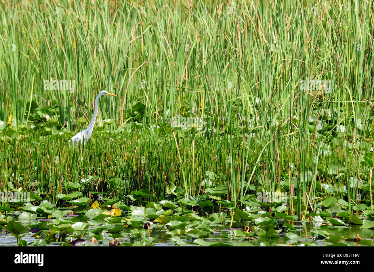 White heron in natural hi-res stock photography and images - Alamy