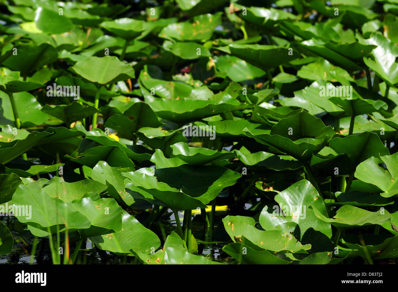lush Lily pads floating in water Stock Photo - Alamy