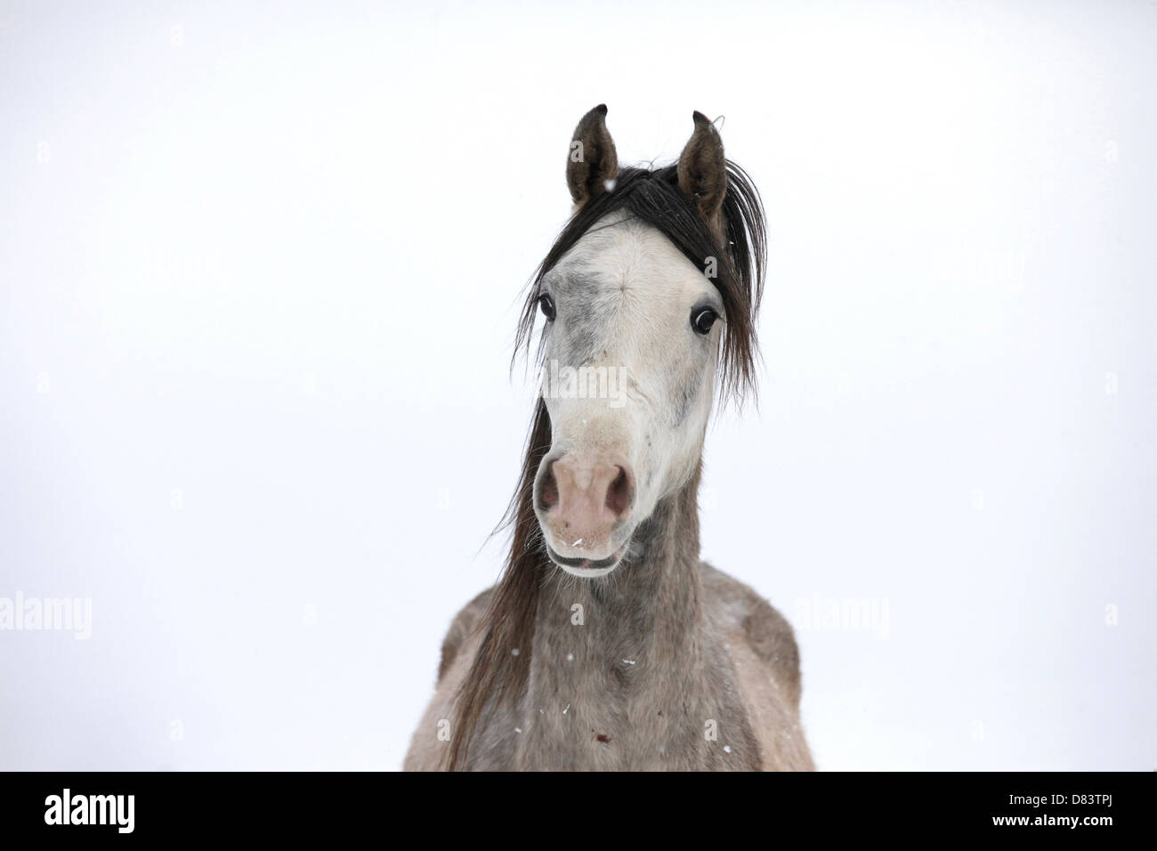 Arabian Horse Portrait Stock Photo - Alamy