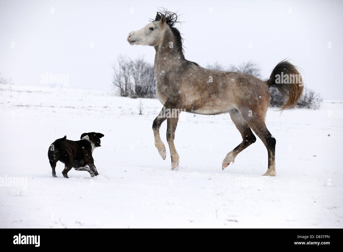 arabian Horse and boxer Stock Photo - Alamy