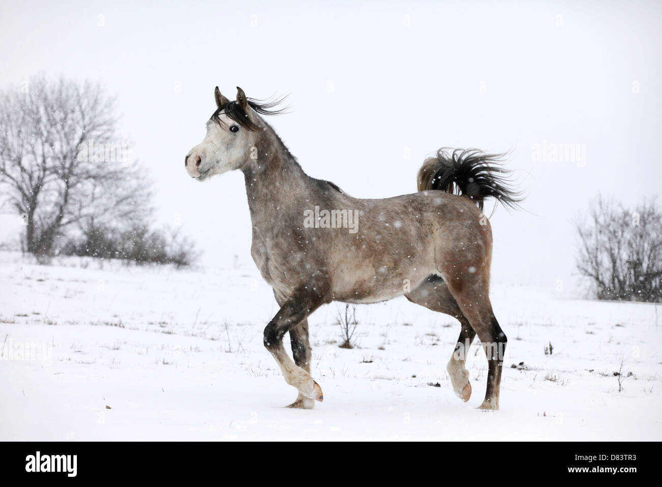 running arabian horse Stock Photo - Alamy