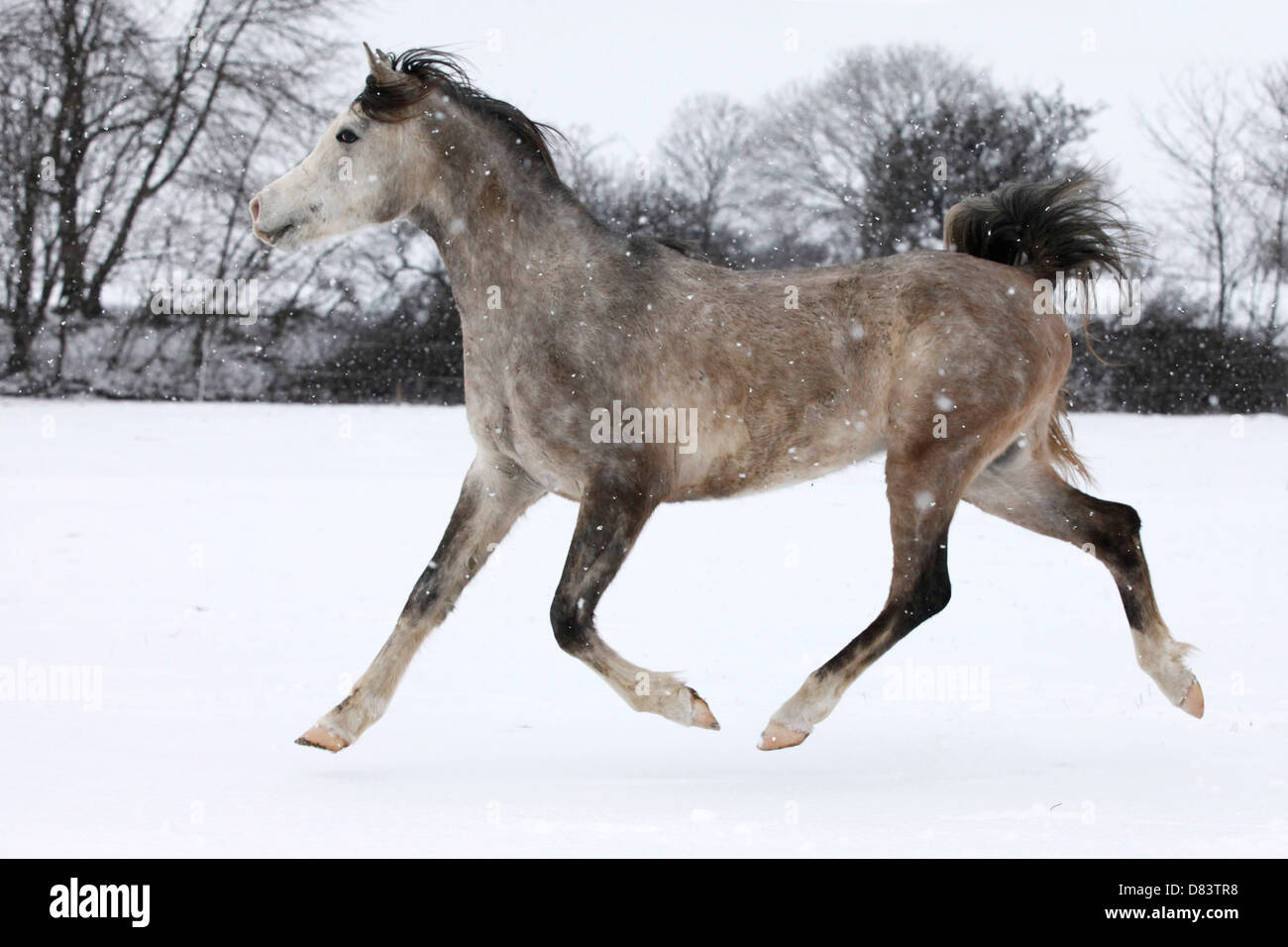 running arabian horse Stock Photo - Alamy