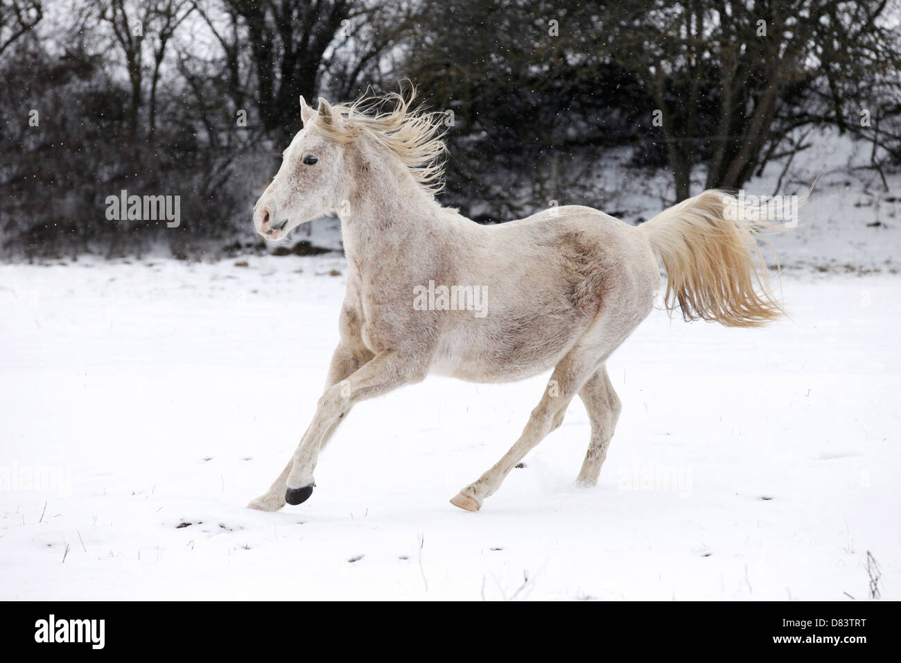 running arabian horse Stock Photo - Alamy