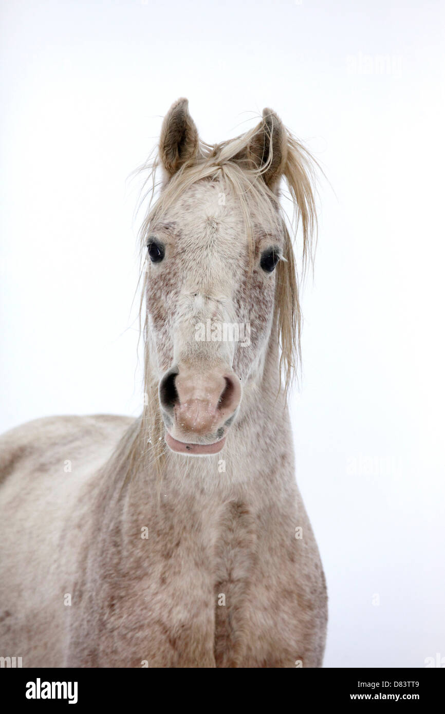 Arabian Horse Portrait Stock Photo - Alamy