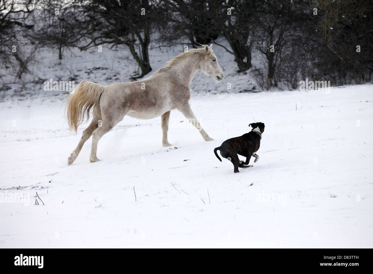Two female boxer friends hi-res stock photography and images - Alamy