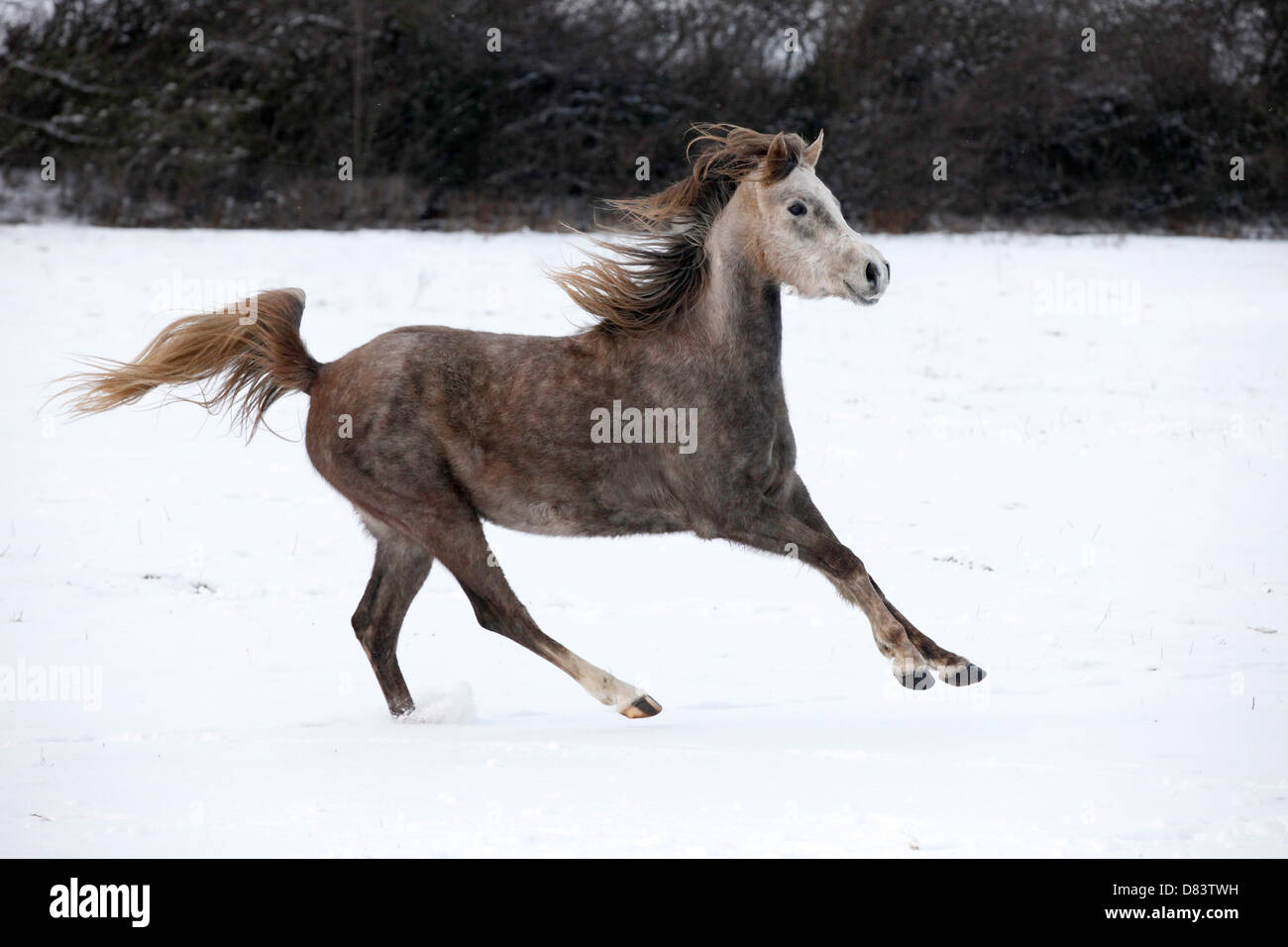 running arabian horse Stock Photo - Alamy