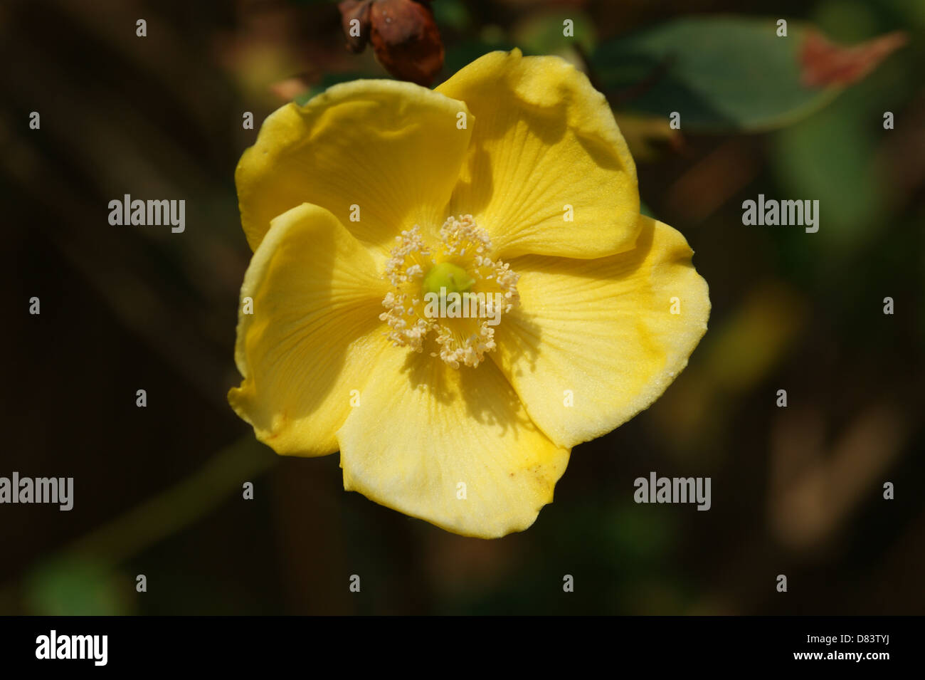 Sharon rose hi-res stock photography and images - Alamy
