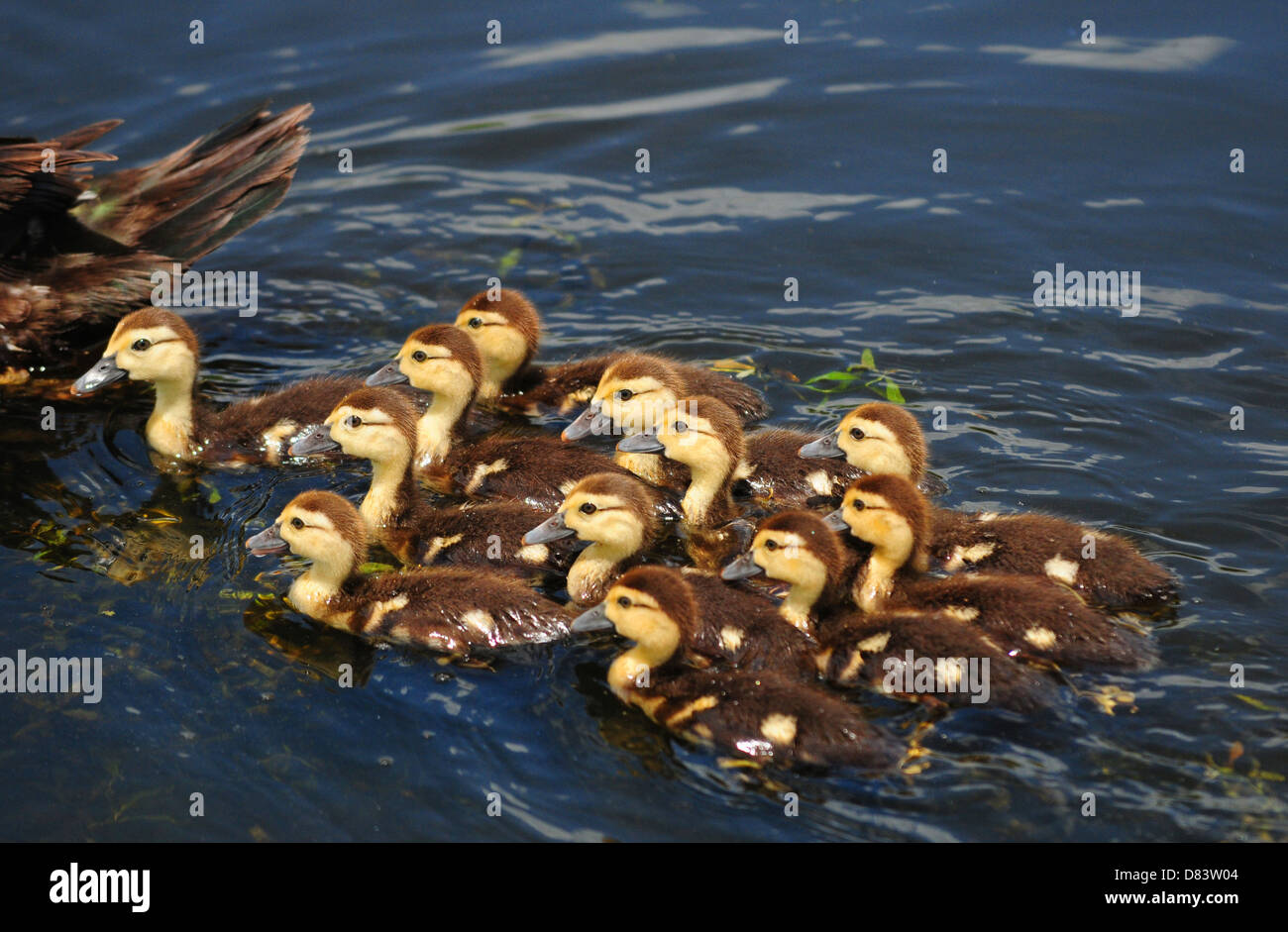 Mom and cute baby scobie ducks in pond Stock Photo - Alamy