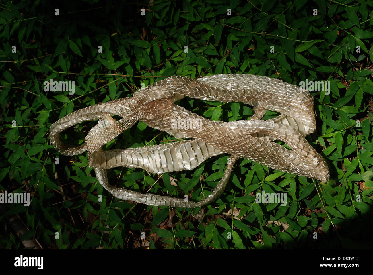 Sheding skin snake hi-res stock photography and images - Alamy