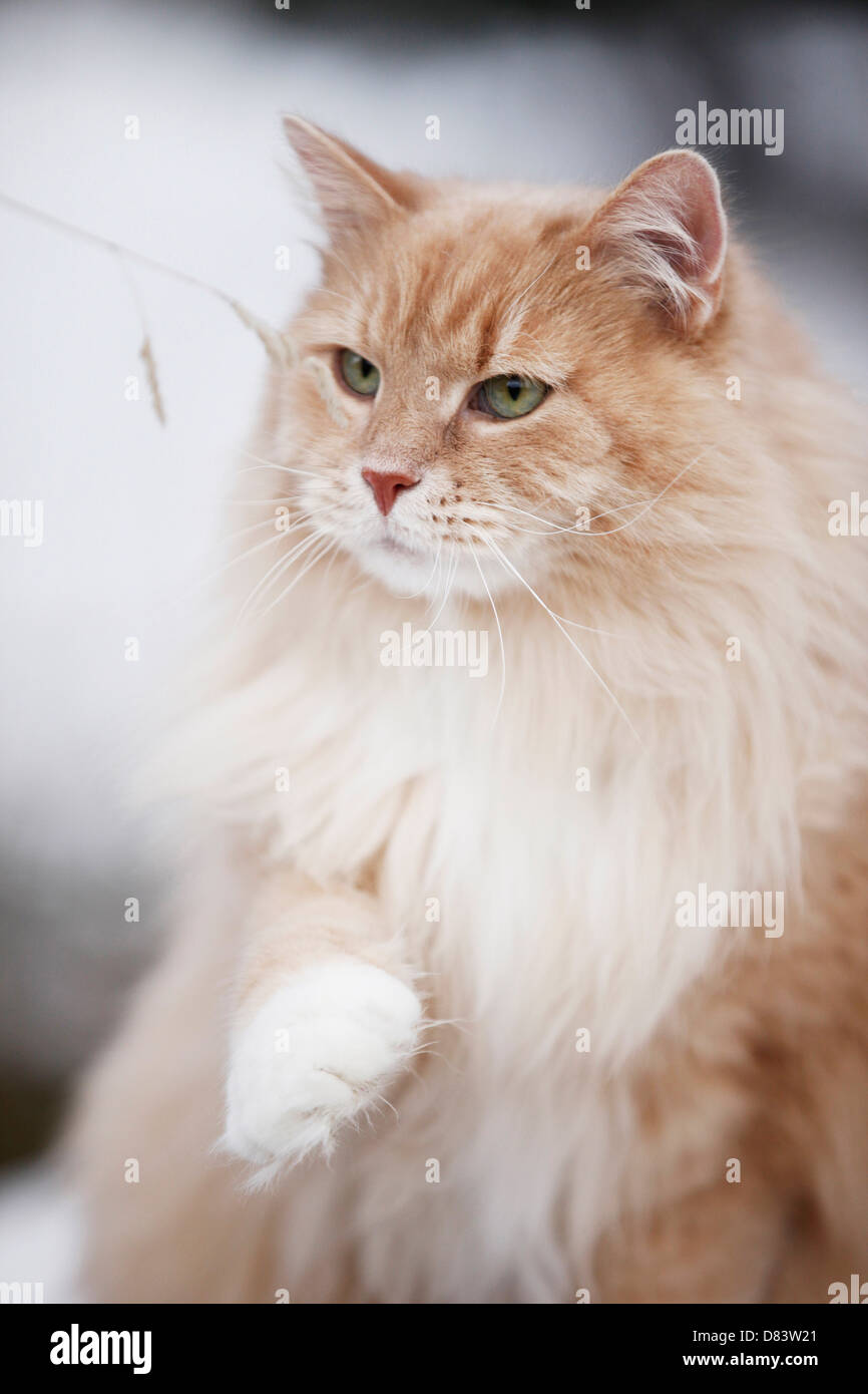 Cat blade hi-res stock photography and images - Alamy