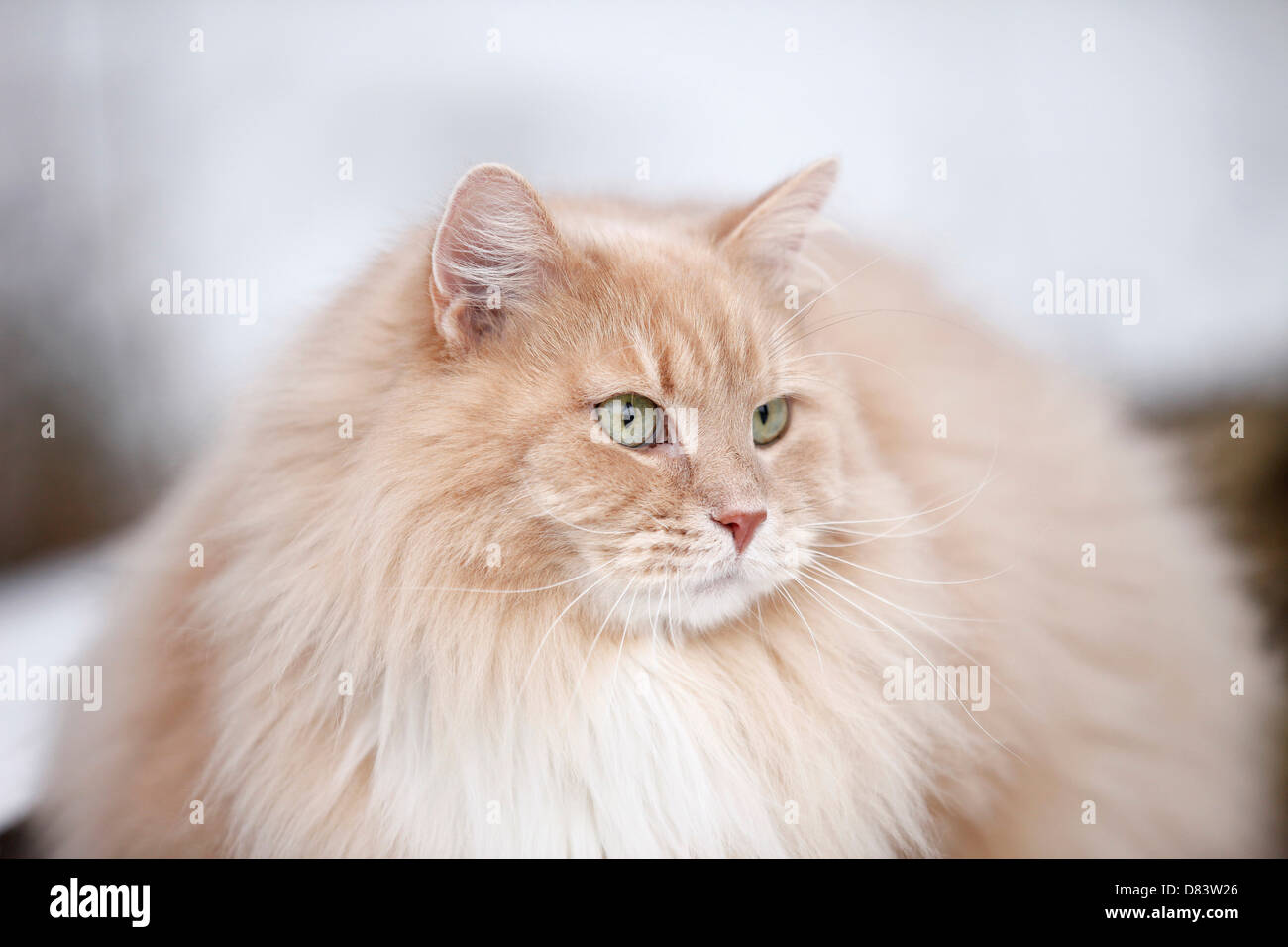 Long hair cat hi-res stock photography and images - Alamy