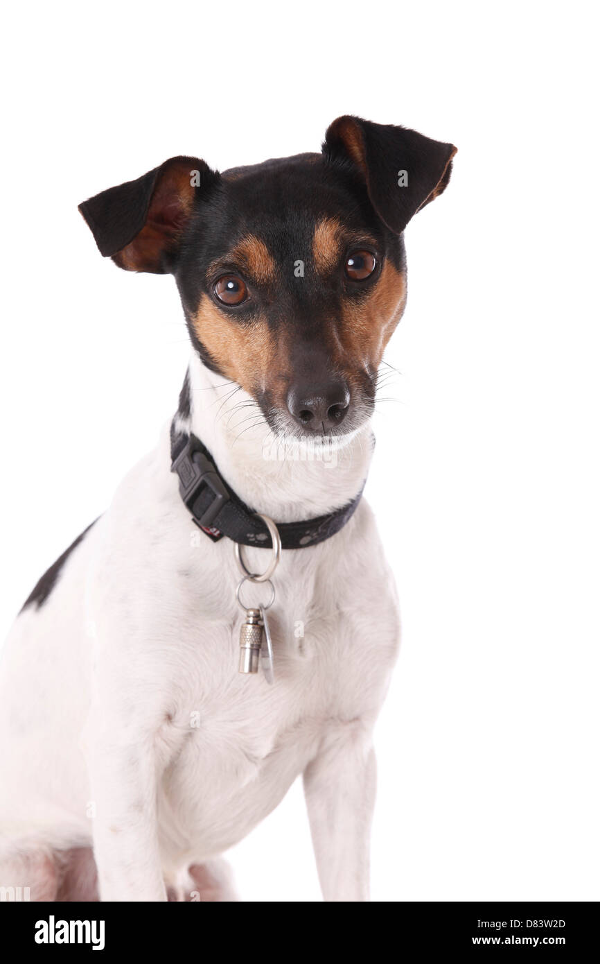 Jack Russell Terrier Portrait Stock Photo - Alamy