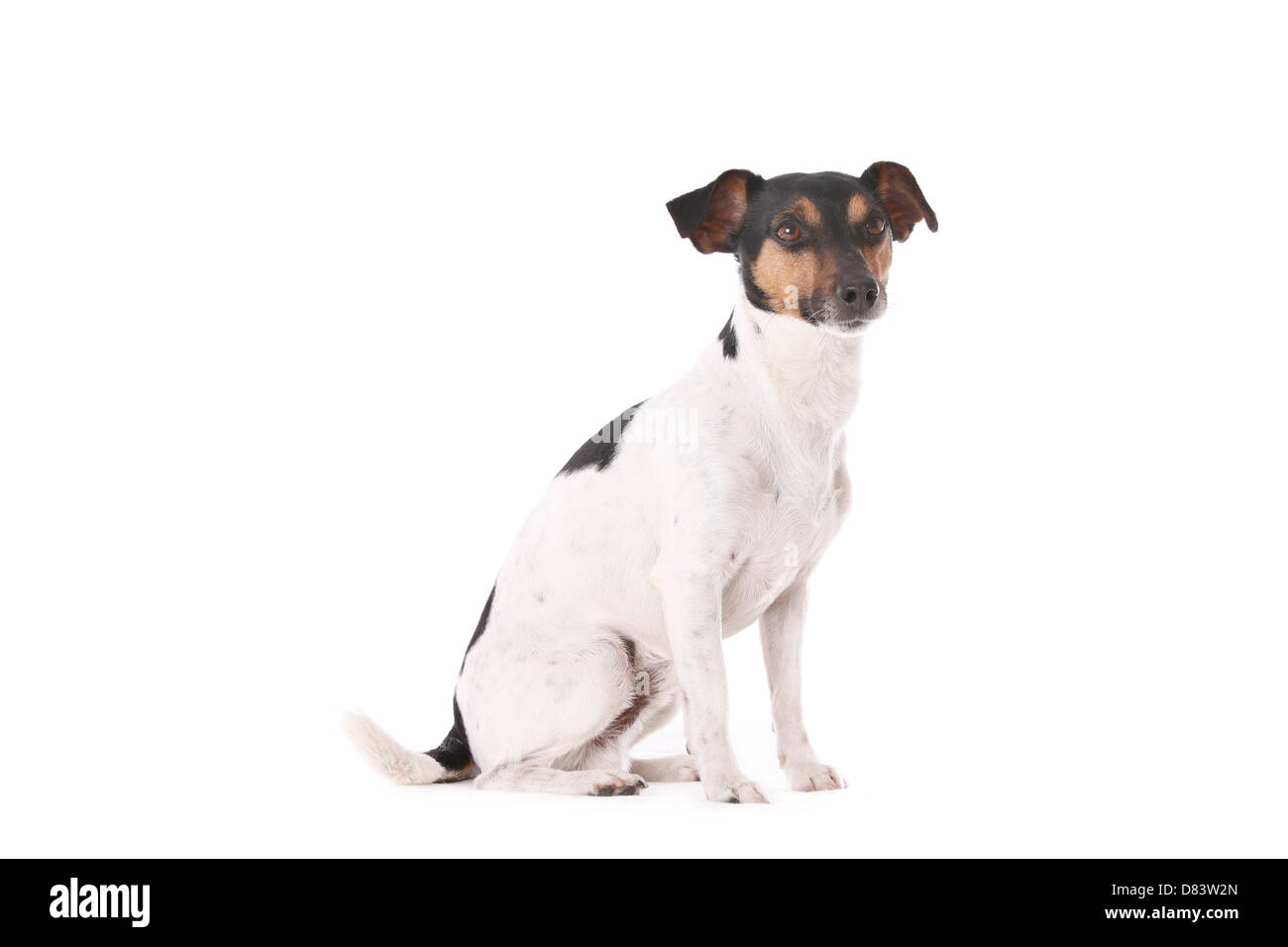 sitting Jack Russell Terrier Stock Photo - Alamy