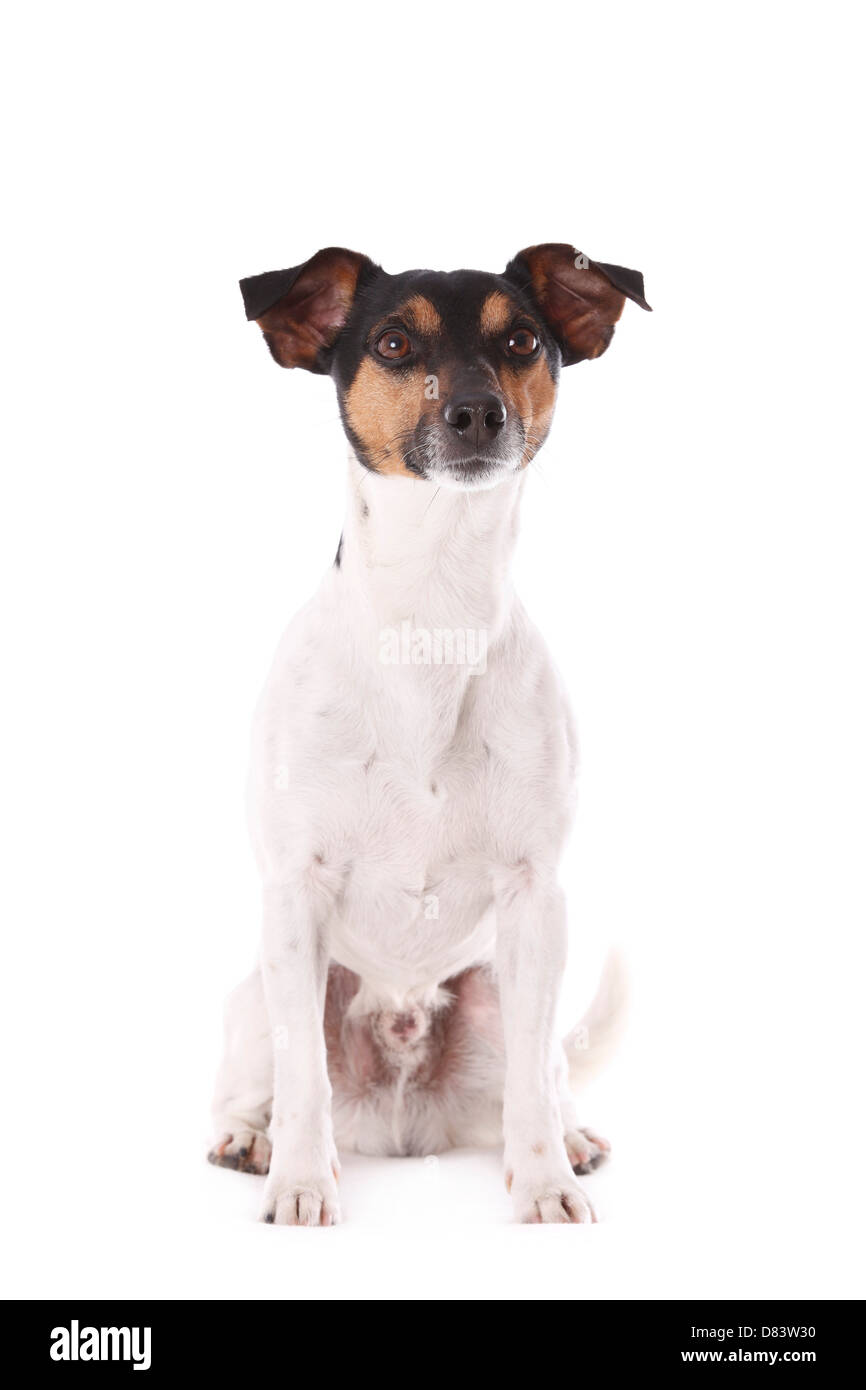 sitting Jack Russell Terrier Stock Photo - Alamy