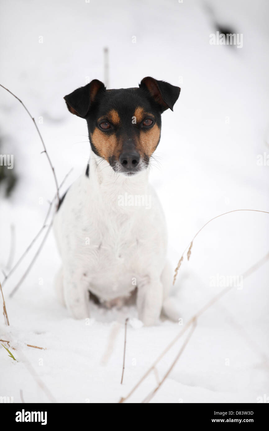 sitting Jack Russell Terrier Stock Photo - Alamy