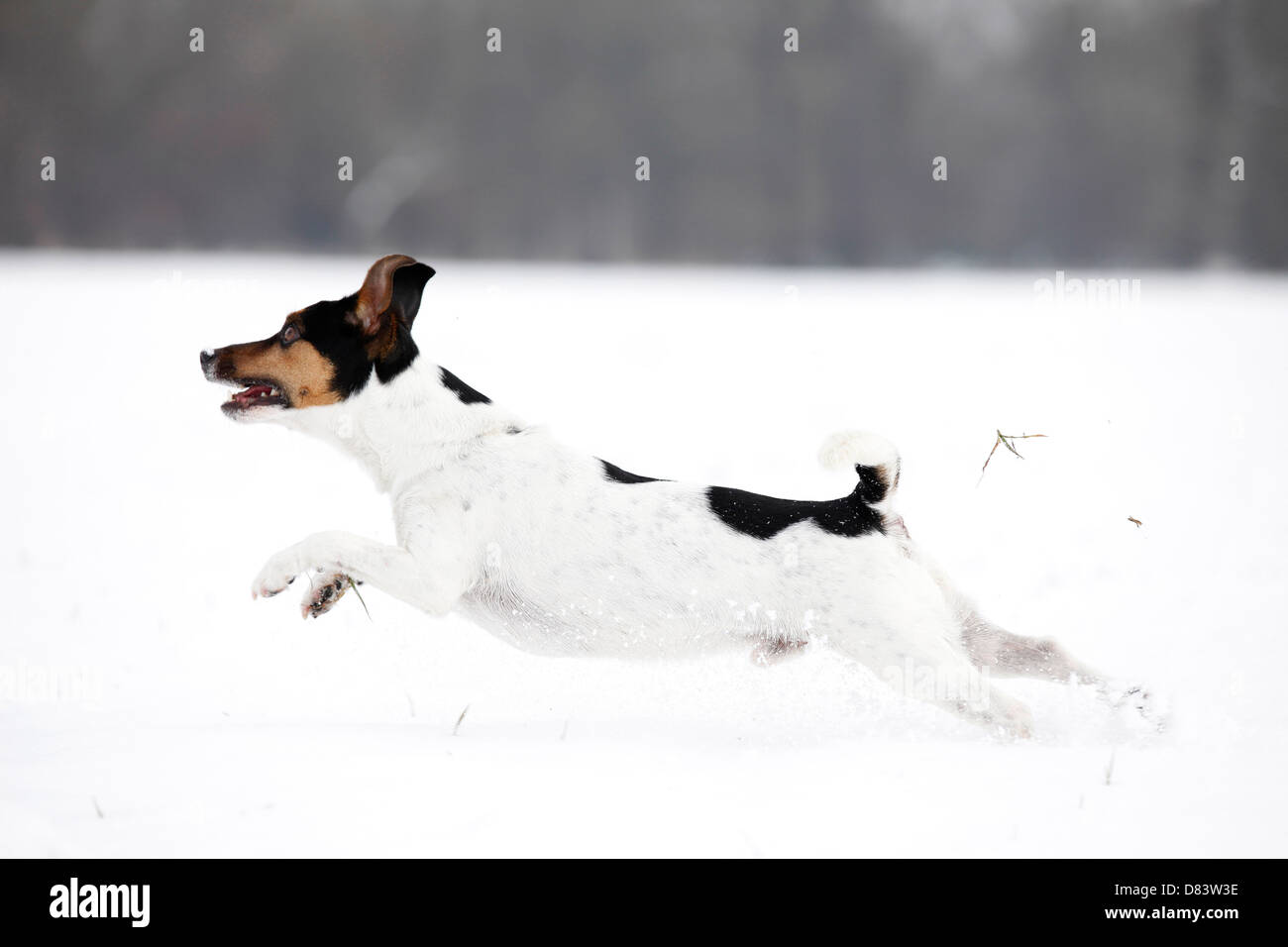 running Jack Russell Terrier Stock Photo - Alamy