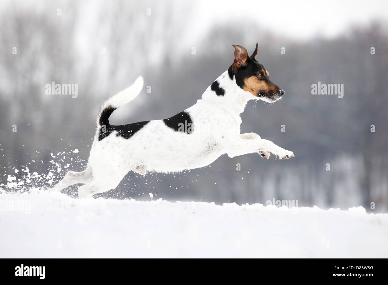 running Jack Russell Terrier Stock Photo - Alamy