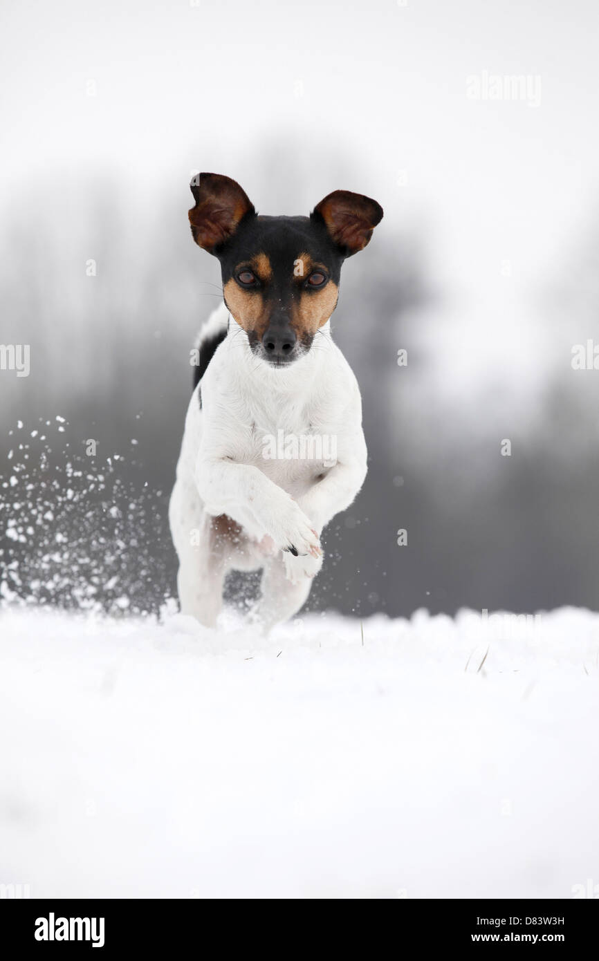 running Jack Russell Terrier Stock Photo - Alamy