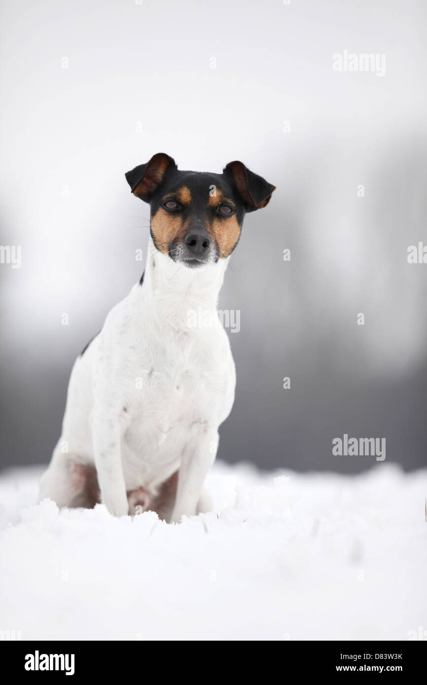 sitting Jack Russell Terrier Stock Photo - Alamy