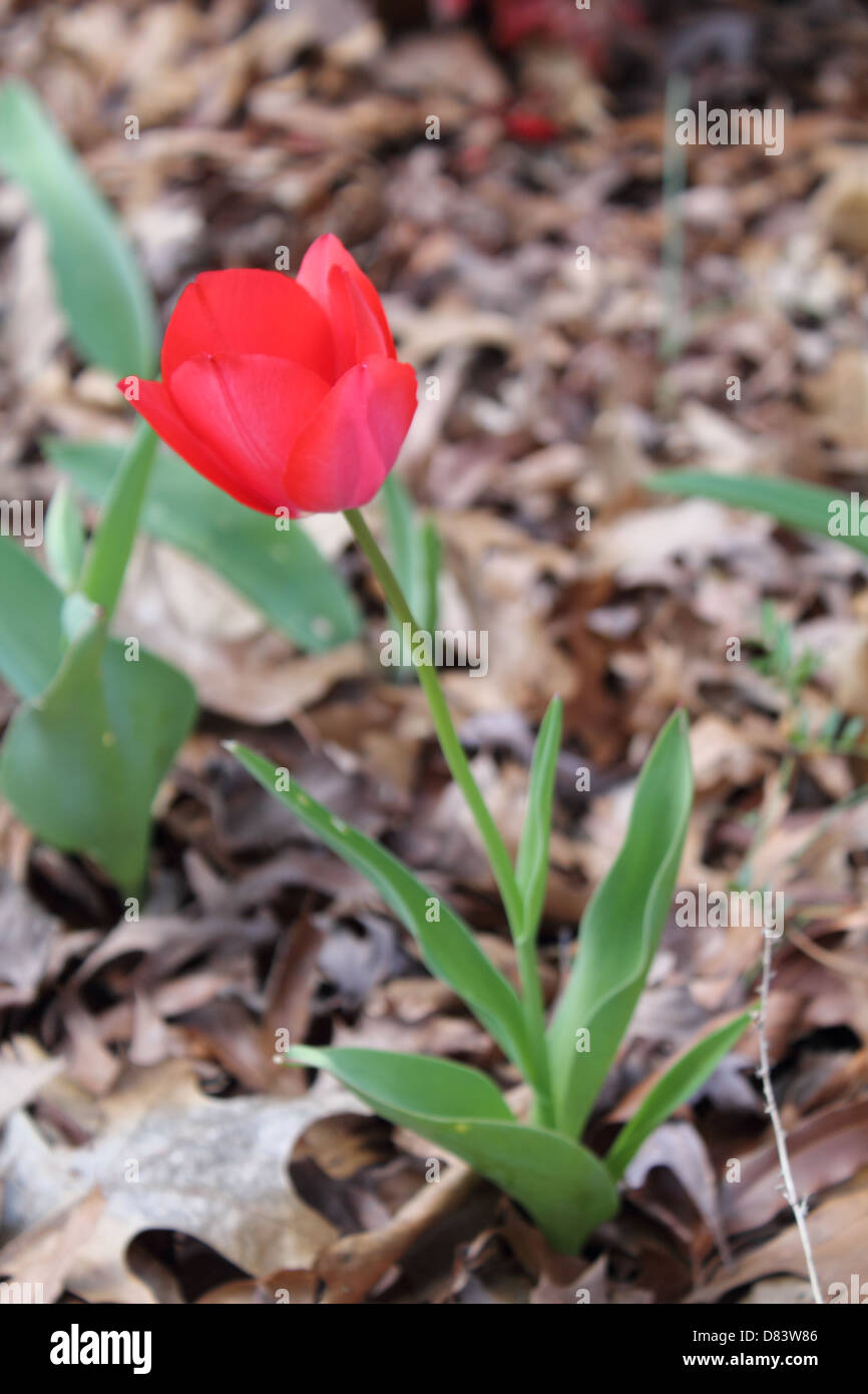 The First Tulip of Spring Stock Photo - Alamy
