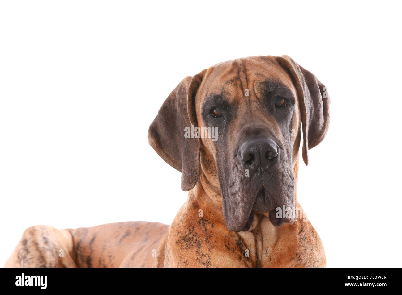 Great Dane Portrait Stock Photo - Alamy